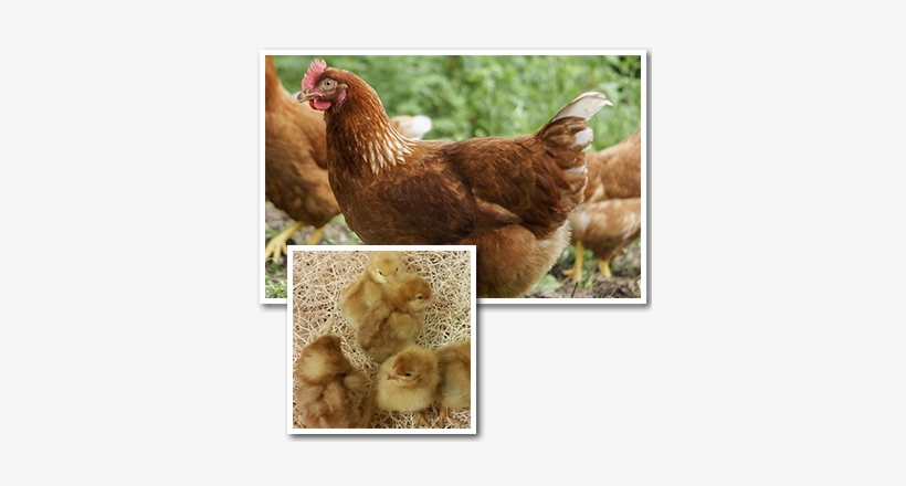 Novogen Brown Egg Layer Near California, Oregon, Washington, - Kaveri ...