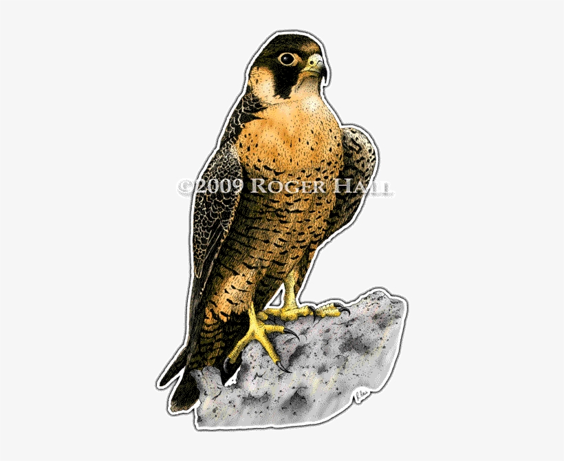 Peregrine Falcon Decal - Colors Of A Falcon PNG Image | Transparent PNG ...