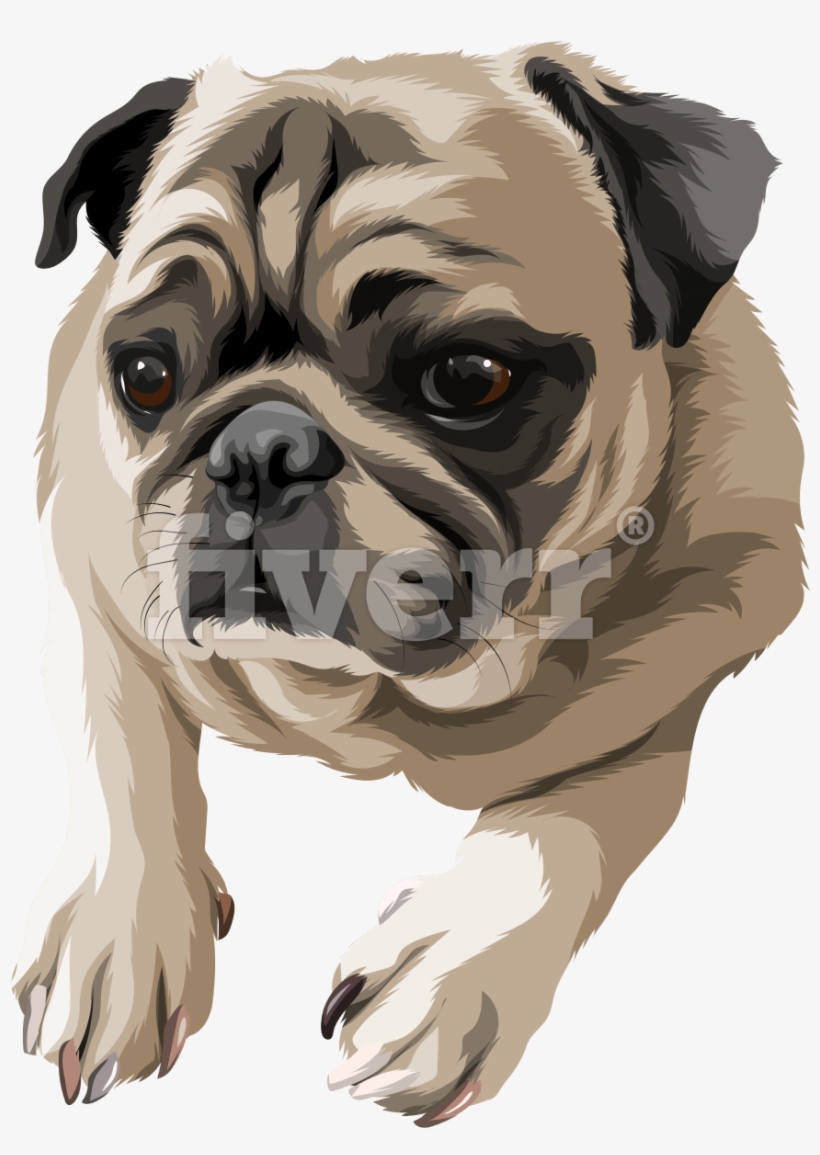 Pug PNG Image | Transparent PNG Free Download on SeekPNG