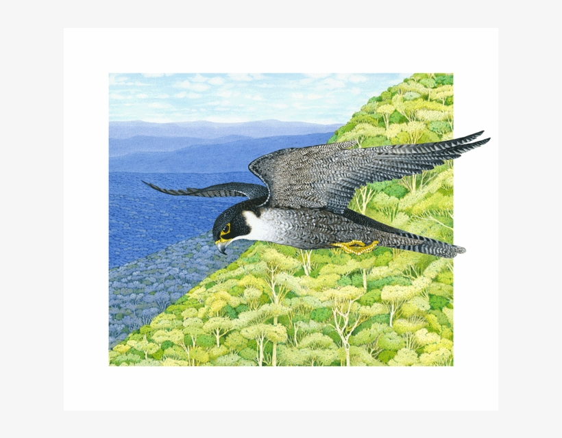 Image Of Peregrine Falcon - Art PNG Image | Transparent PNG Free ...