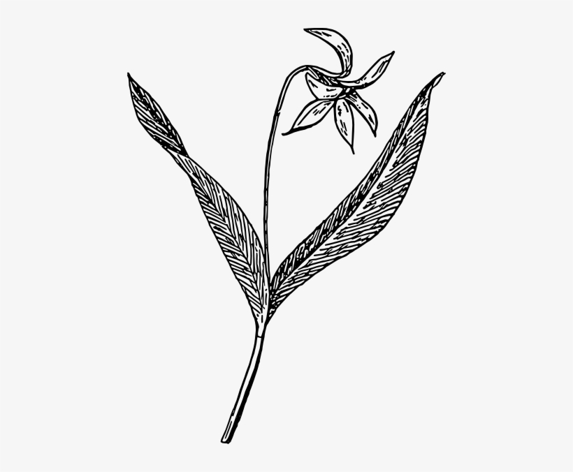 Traceable Flowers - Violet Plant Flower Black And White PNG Image ...