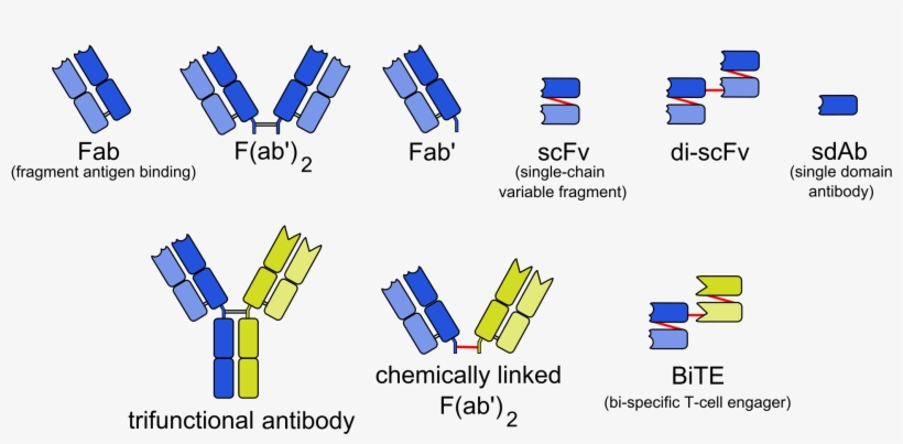 Open - Single Chain Variable Fragment PNG Image | Transparent PNG Free ...