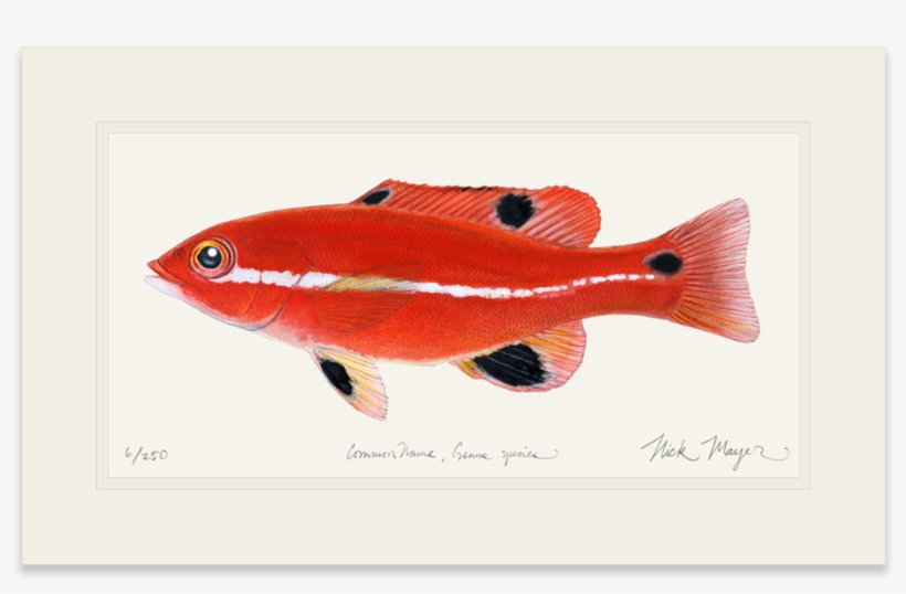 Juvenile California Sheephead - Goldfish PNG Image | Transparent PNG ...