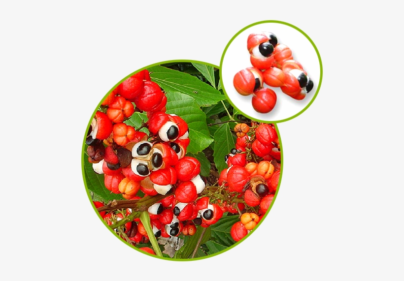 Guarana Seed Extract - Z Natural Foods Guarana Seed Powder 1 Lb PNG ...