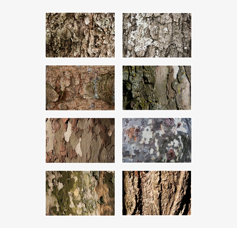 Tree Bark Textures - Wood PNG Image | Transparent PNG Free Download on ...