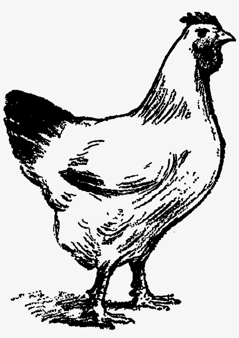 I Especially Like The Digital Chicken Clip Art Because - Chicken Line ...