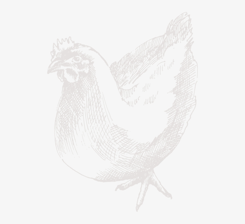 Nav-chicken - Sketch PNG Image | Transparent PNG Free Download on SeekPNG