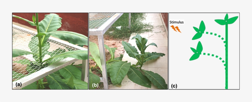 Download A Model Of Plant Growth And Development Based On The ...