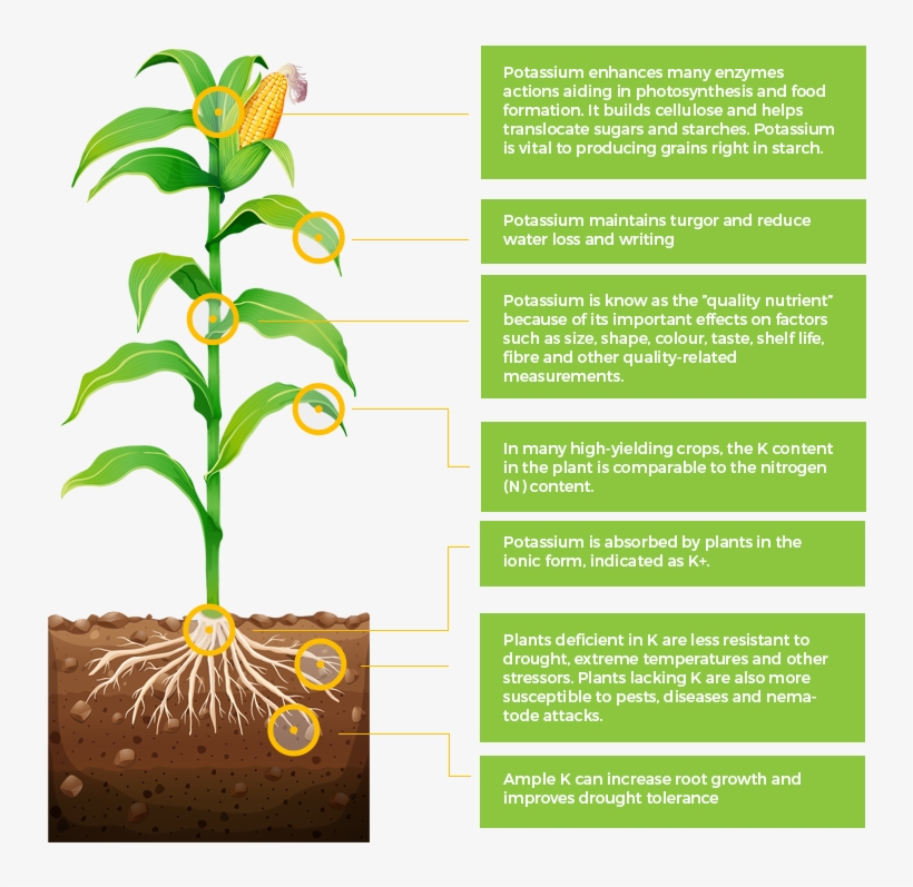 It Plays A Part In Many Important Regulatory Roles - Corn Plant With ...