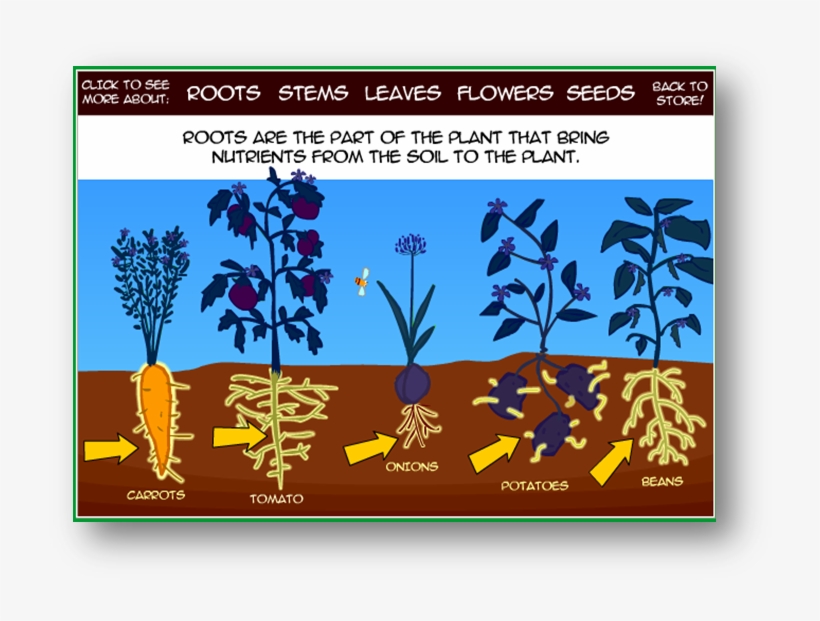 Roots - Graphic Design PNG Image | Transparent PNG Free Download on SeekPNG