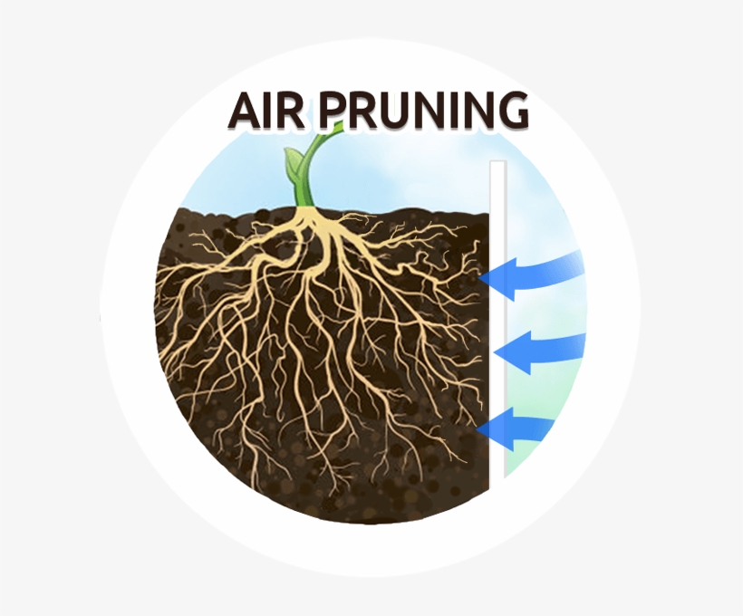 Use Air-pruning To Stop Your Cannabis Plants Roots - Roots Of The ...