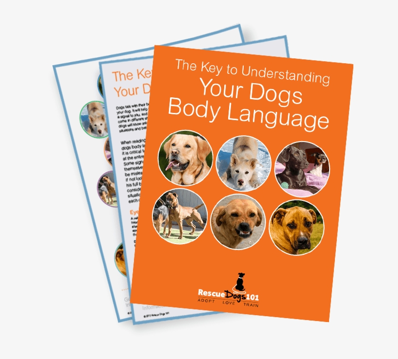 Understanding Dogs Body Language - Leash Up's 101 Reasons I Love My ...