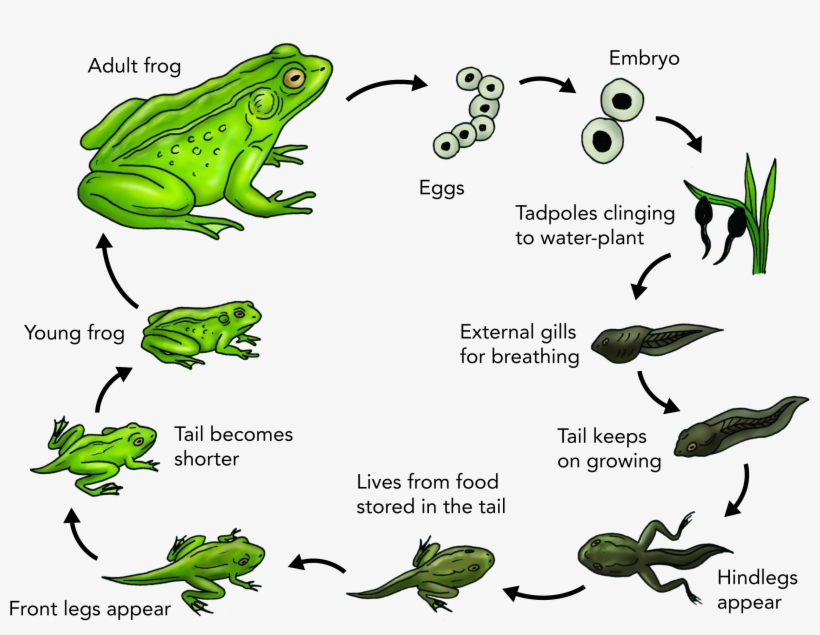 Toad Clipart Frog Egg - Frogs Cycle PNG Image | Transparent PNG Free ...