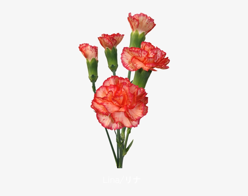 Colibri Flowers Minicarnation Lina, Grower Of Carnations, - Red ...