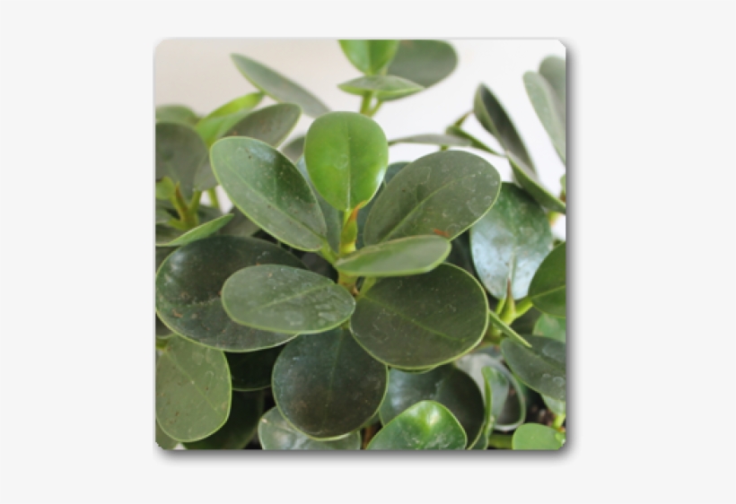Ficus Varieties PNG Image | Transparent PNG Free Download on SeekPNG