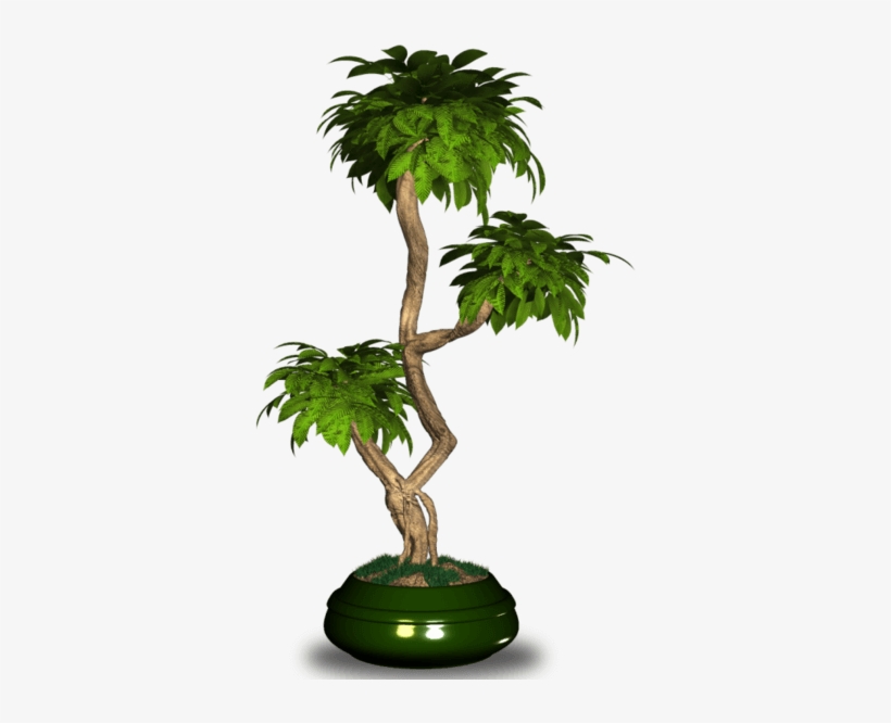Download Ficus Double Topery Plant In Coffe Wood - Bonsai | Transparent ...