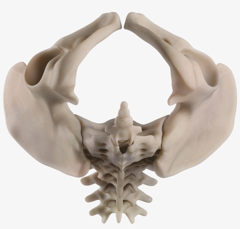 Female - Skull PNG Image | Transparent PNG Free Download on SeekPNG