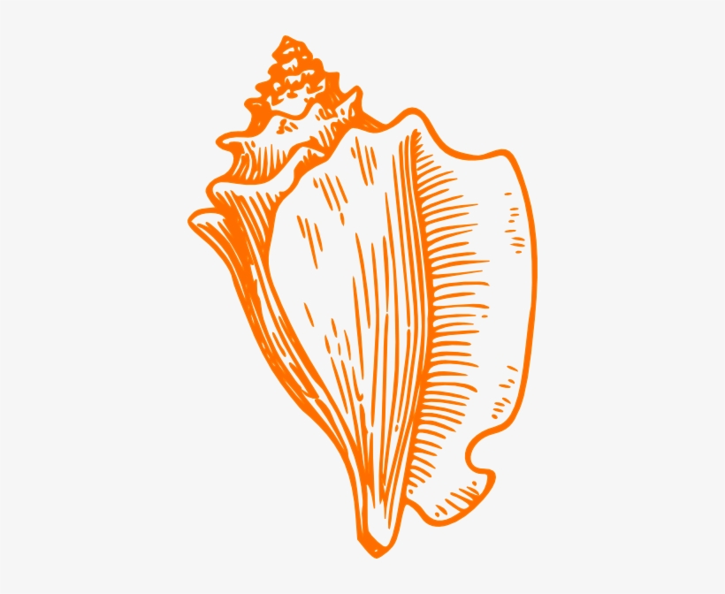 Orange Clipart Seashell - Conch Shell Clip Art PNG Image | Transparent ...