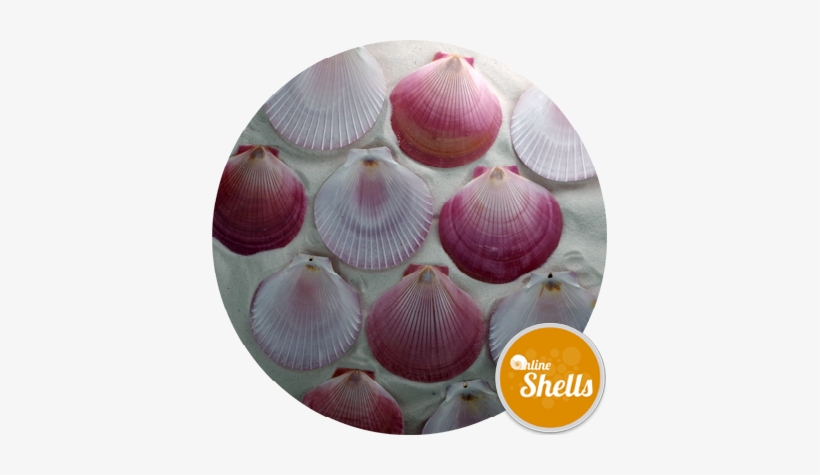 Harvest Moon Scallop Shells - Seashell PNG Image | Transparent PNG Free ...