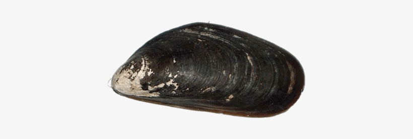 Mussel - Mussel Transparent Background PNG Image | Transparent PNG Free ...