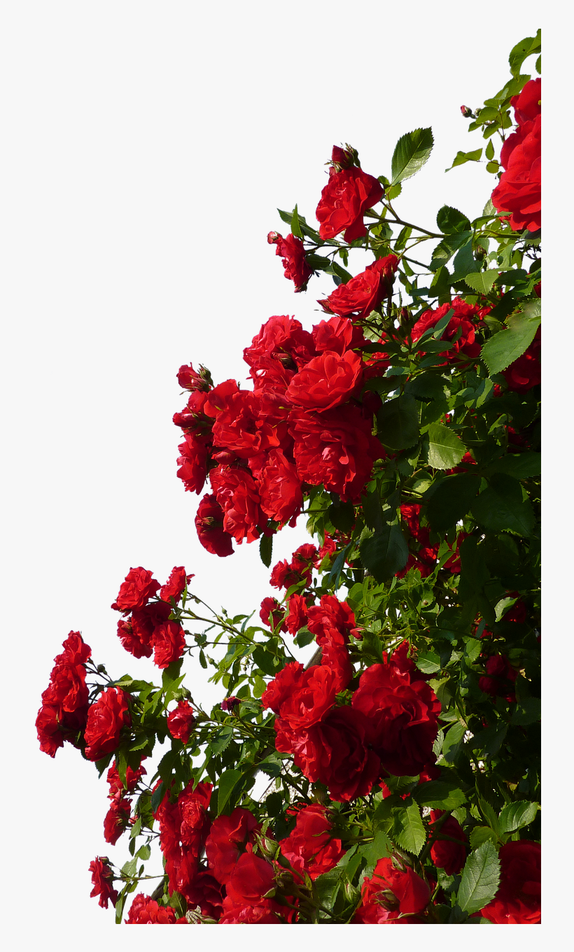 Climbing Roses Clipart Images