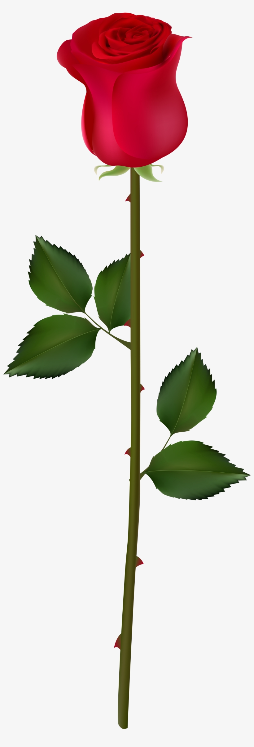 Transparent Png Red Rose Bud PNG Image | Transparent PNG Free Download ...