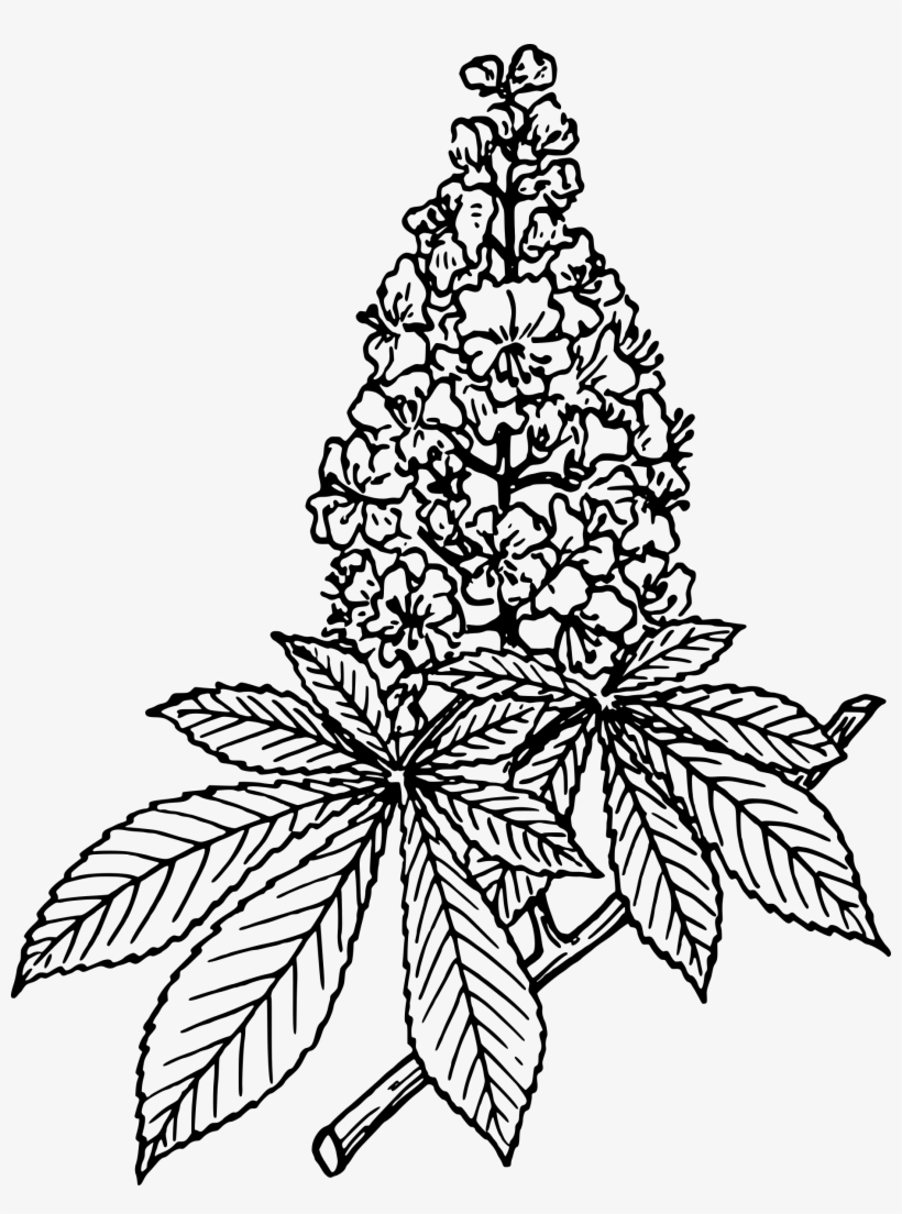 This Free Icons Png Design Of Horse Chestnut PNG Image | Transparent ...