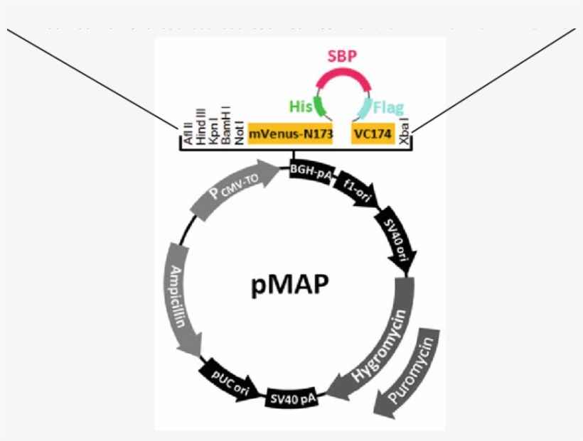 Map Tag Sequence And Expression Vector - Expression Vector PNG Image ...