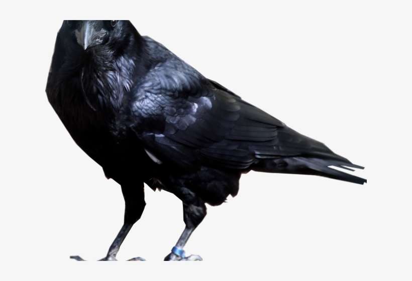 Download Crow Clipart Craw - Crow Png | Transparent PNG Download | SeekPNG