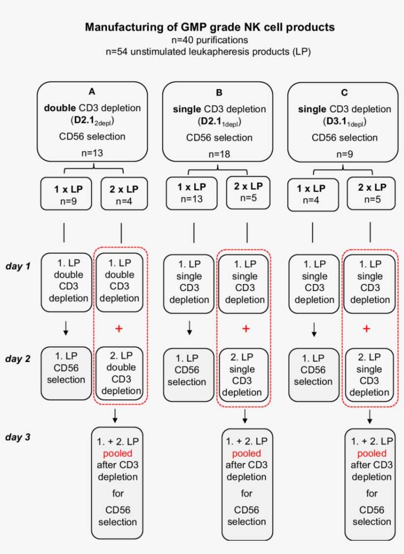 Manufacturing Of Gmp-grade Nk Cell Products - Steps Using Sk Ii ...
