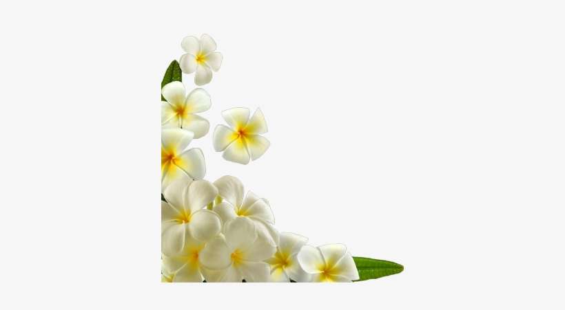 808 Hawaii Phone Numbers - Singapore Graveyard Flower PNG Image ...