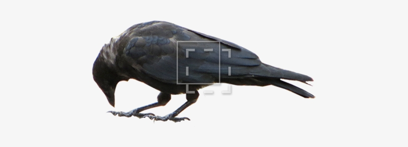 Crow - Raven Pecking PNG Image | Transparent PNG Free Download on SeekPNG