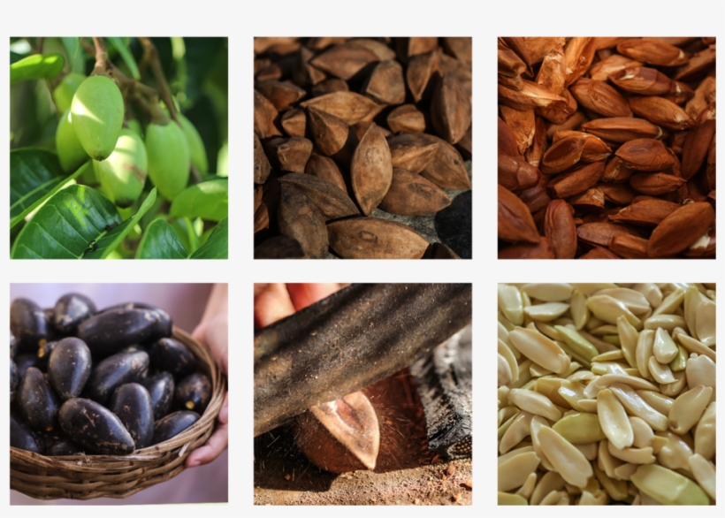 Pili Fruit PNG Image | Transparent PNG Free Download on SeekPNG