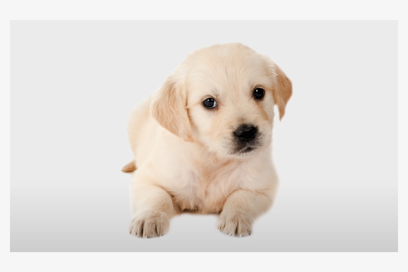 Golden Lab Shower Curtain PNG Image | Transparent PNG Free Download on ...