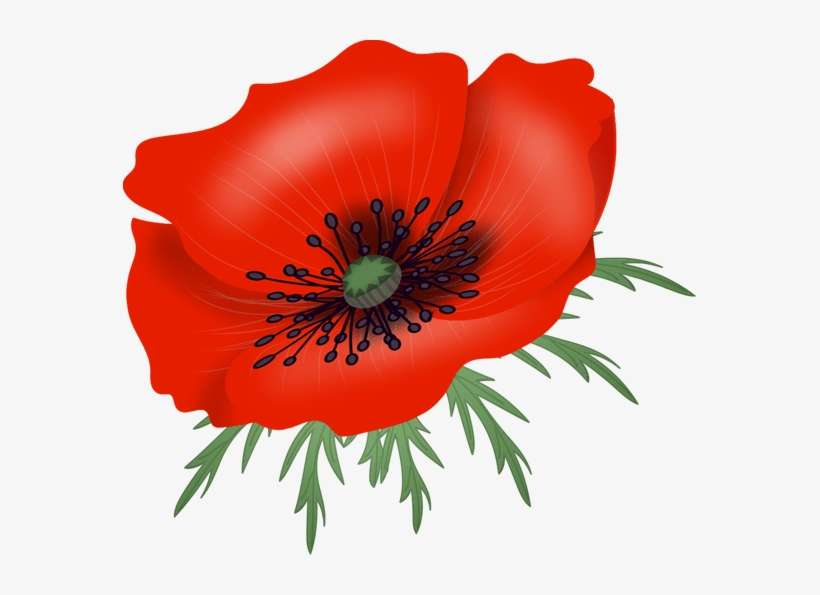 Poppy Vector Png PNG Image | Transparent PNG Free Download on SeekPNG