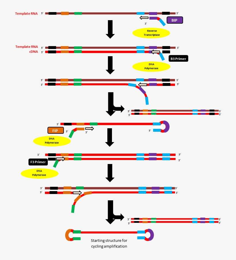 Initiation Step Of Rt-lamp Method - Transcription Mediated ...