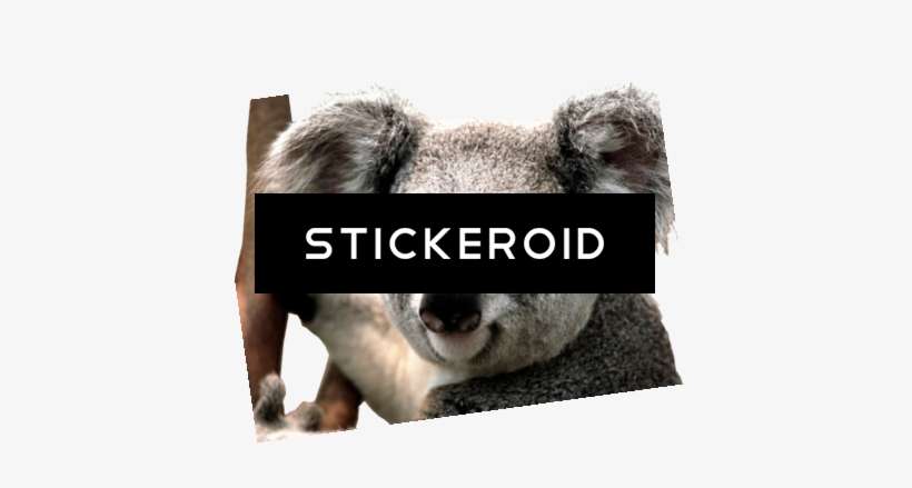 Koala - Koala Windows 7 PNG Image | Transparent PNG Free Download on ...