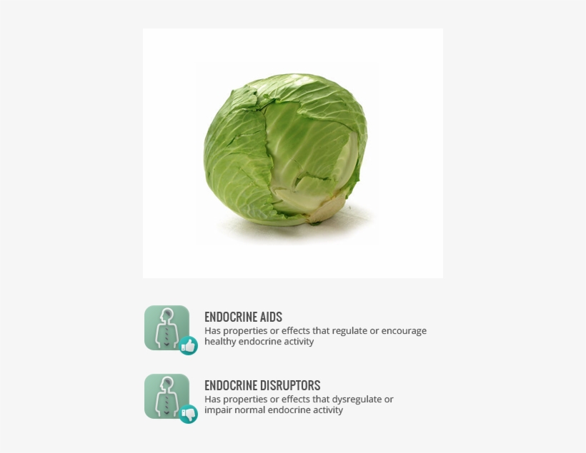 Tags - - Fresh Green Cabbage Lb PNG Image | Transparent PNG Free ...