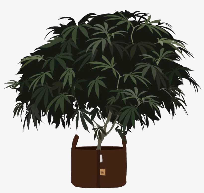 Mother Plants - Agronomy PNG Image | Transparent PNG Free Download on ...