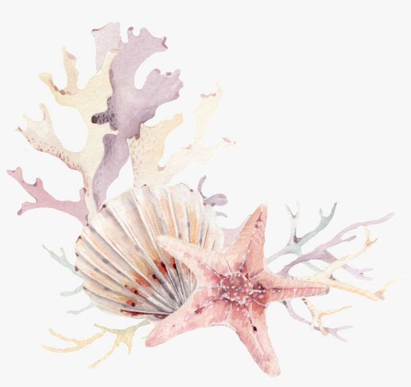 Download Hand Painted Beach Shell Png Transparent - Shell Poster, 30x21 ...