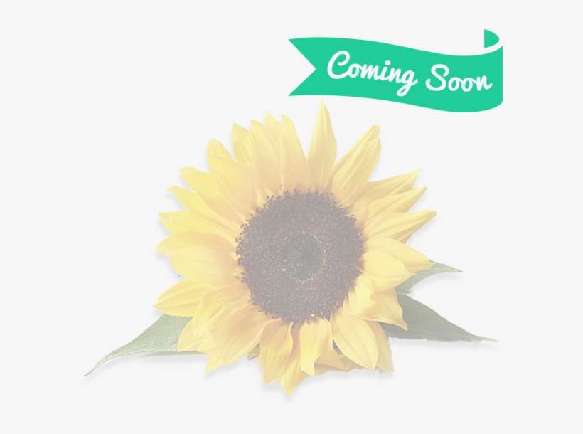 Mini Sunflowers - Sunflower With White Background PNG Image ...