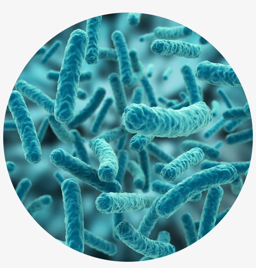Bacteria Png Transparent Background - Bio Bacterea PNG Image ...