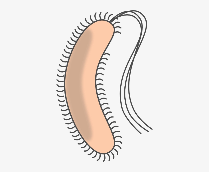 Vector Bacteria Clipart - E Coli Clip Art PNG Image | Transparent PNG ...