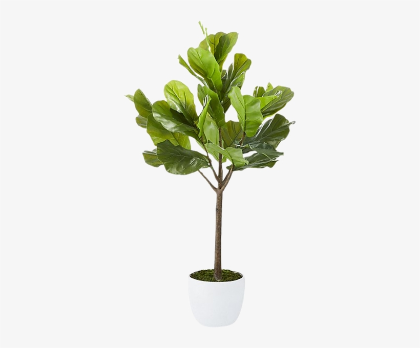 Fiddle Leaf Fig Png - Boho Boy Nursery PNG Image | Transparent PNG Free ...