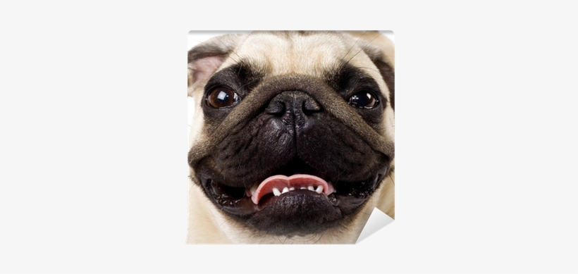 Pug Portraits Address Labels PNG Image Transparent PNG Free Download On SeekPNG Pug Portraits Address Labels PNG Image Transparent PNG Free Download On SeekPNG