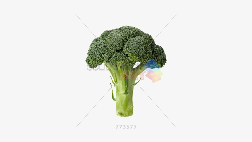 Brocoli PNG Image | Transparent PNG Free Download on SeekPNG