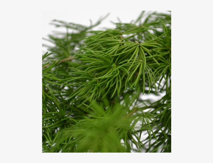 Evergreen PNG Image | Transparent PNG Free Download on SeekPNG