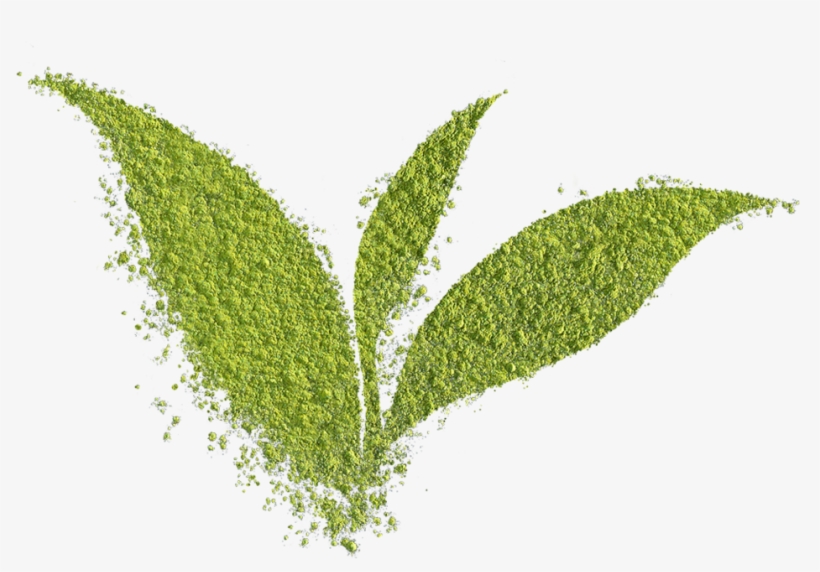 Download Matcha Powder Leaf - Powder | Transparent PNG Download | SeekPNG