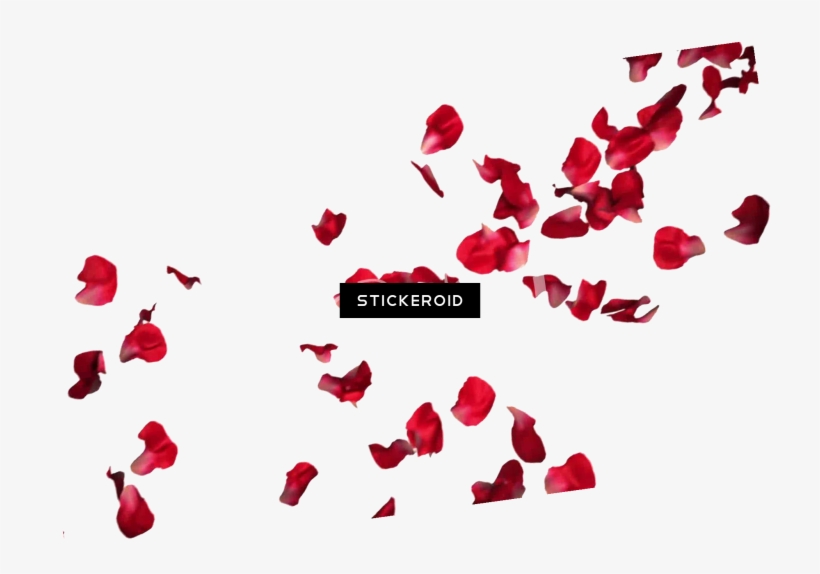 Rose Petals Flowers - Png Rose Red Scattered PNG Image | Transparent ...