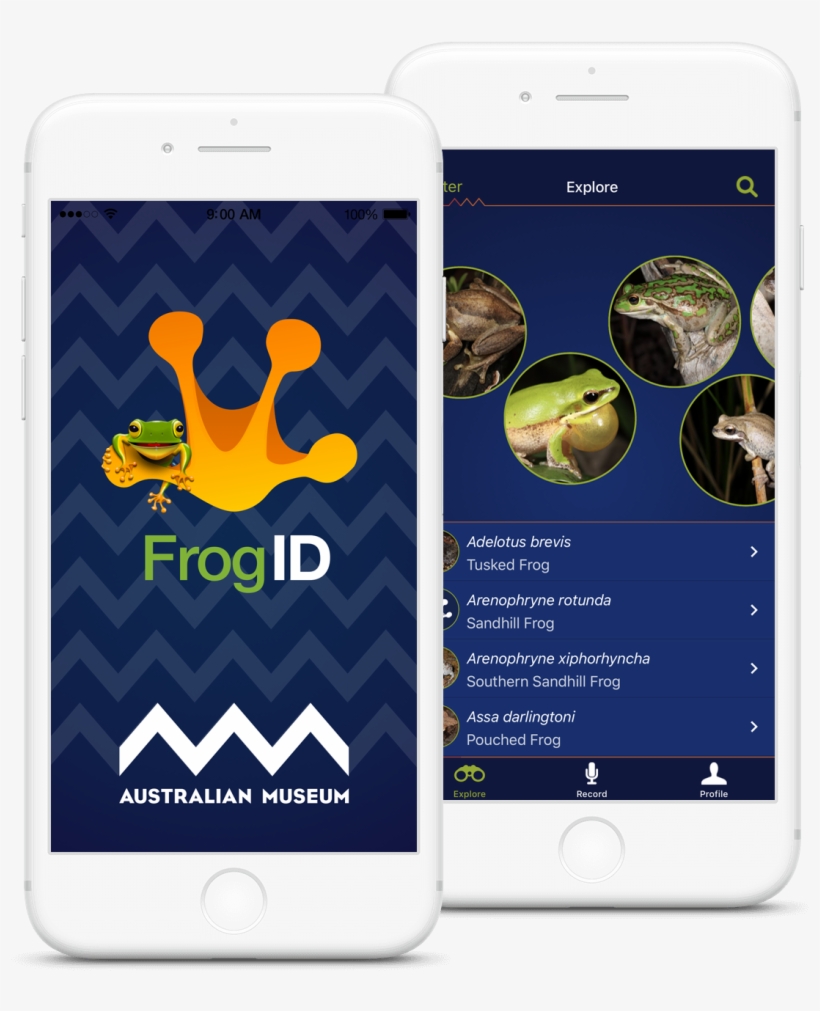 Frog Id Australian Museum PNG Image | Transparent PNG Free Download on ...